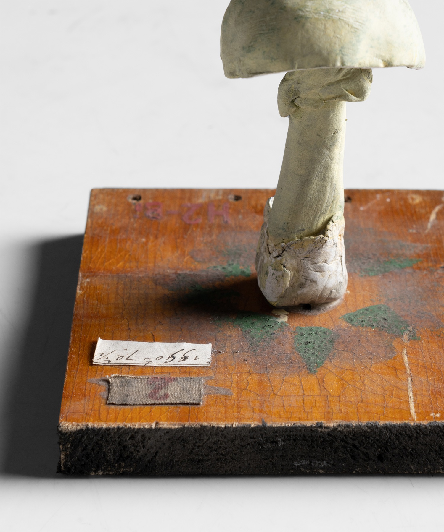 Set of ( 26 ) Fungi Models :: Obsolete